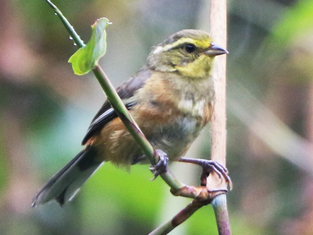 Buff-throated Warbling Finch - eBird