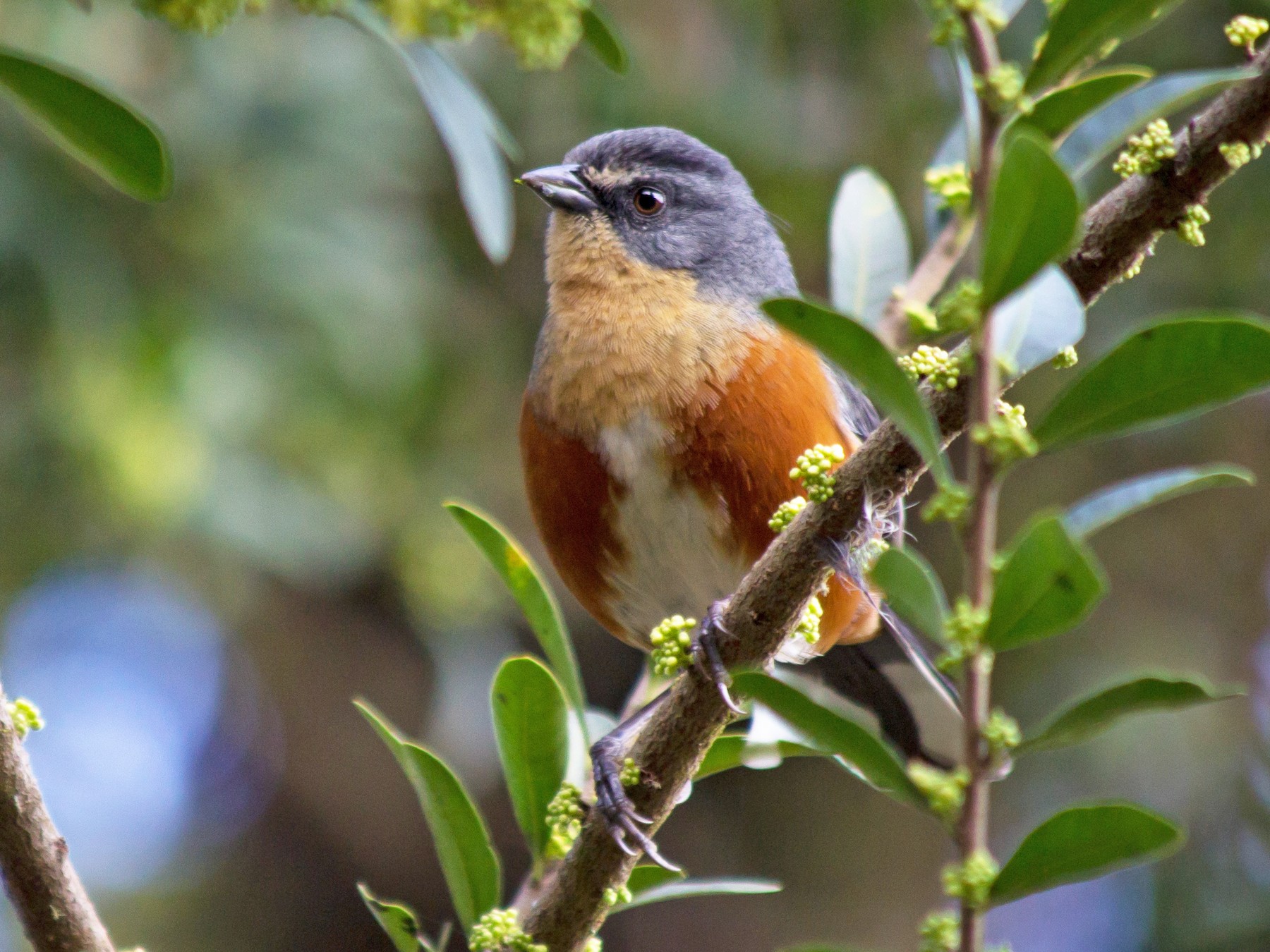 Buff-throated Warbling Finch - eBird