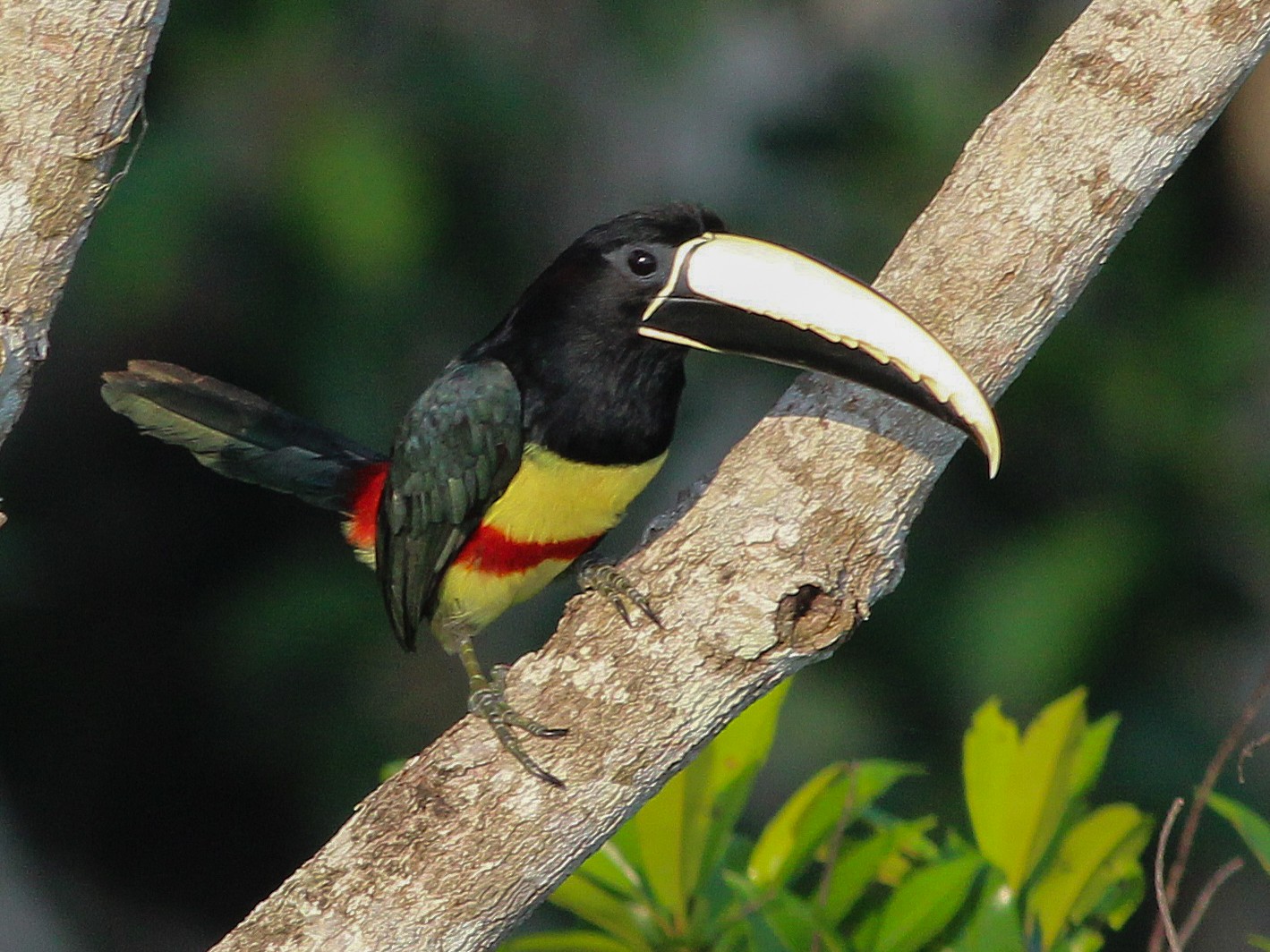 Black-necked Aracari - eBird