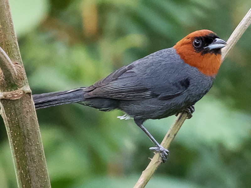 Chestnut-headed Tanager - eBird