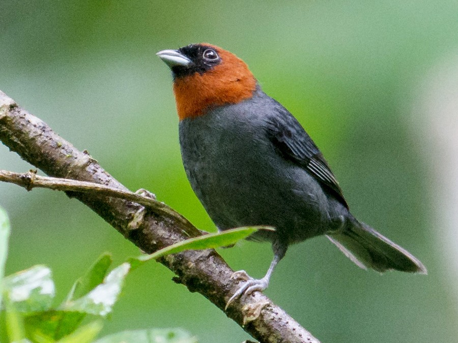 Chestnut-headed Tanager - eBird
