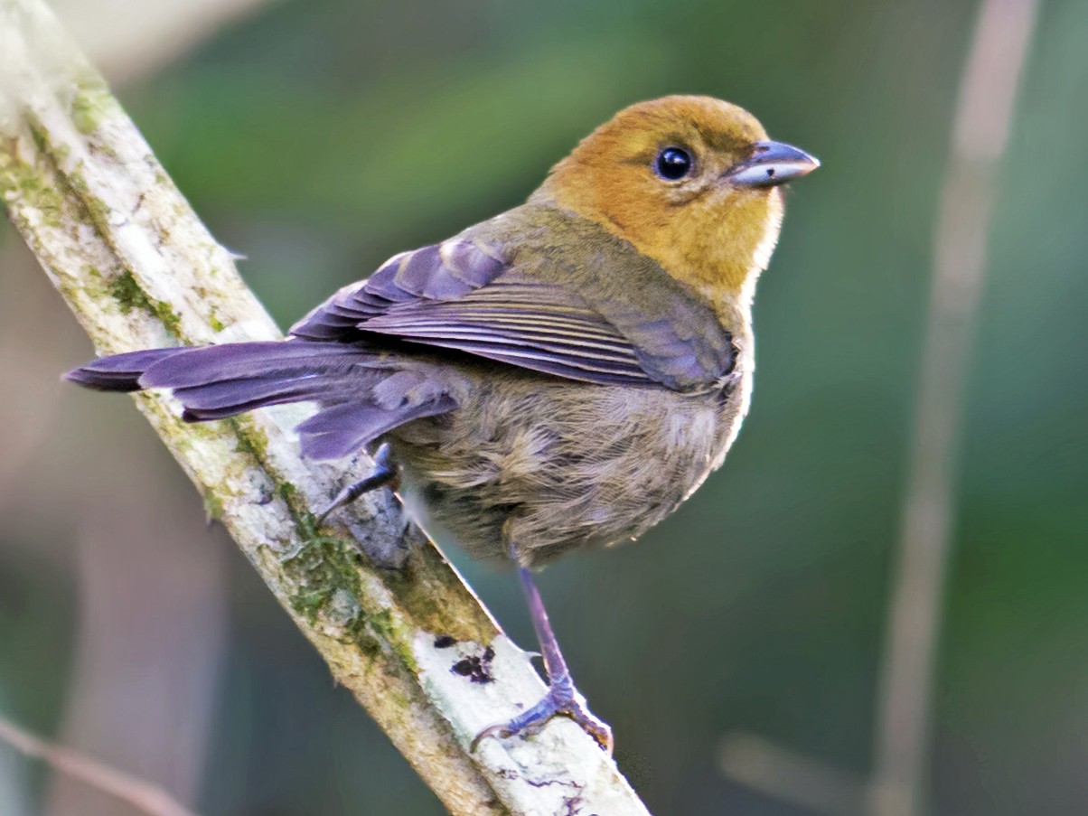 Chestnut-headed Tanager - eBird