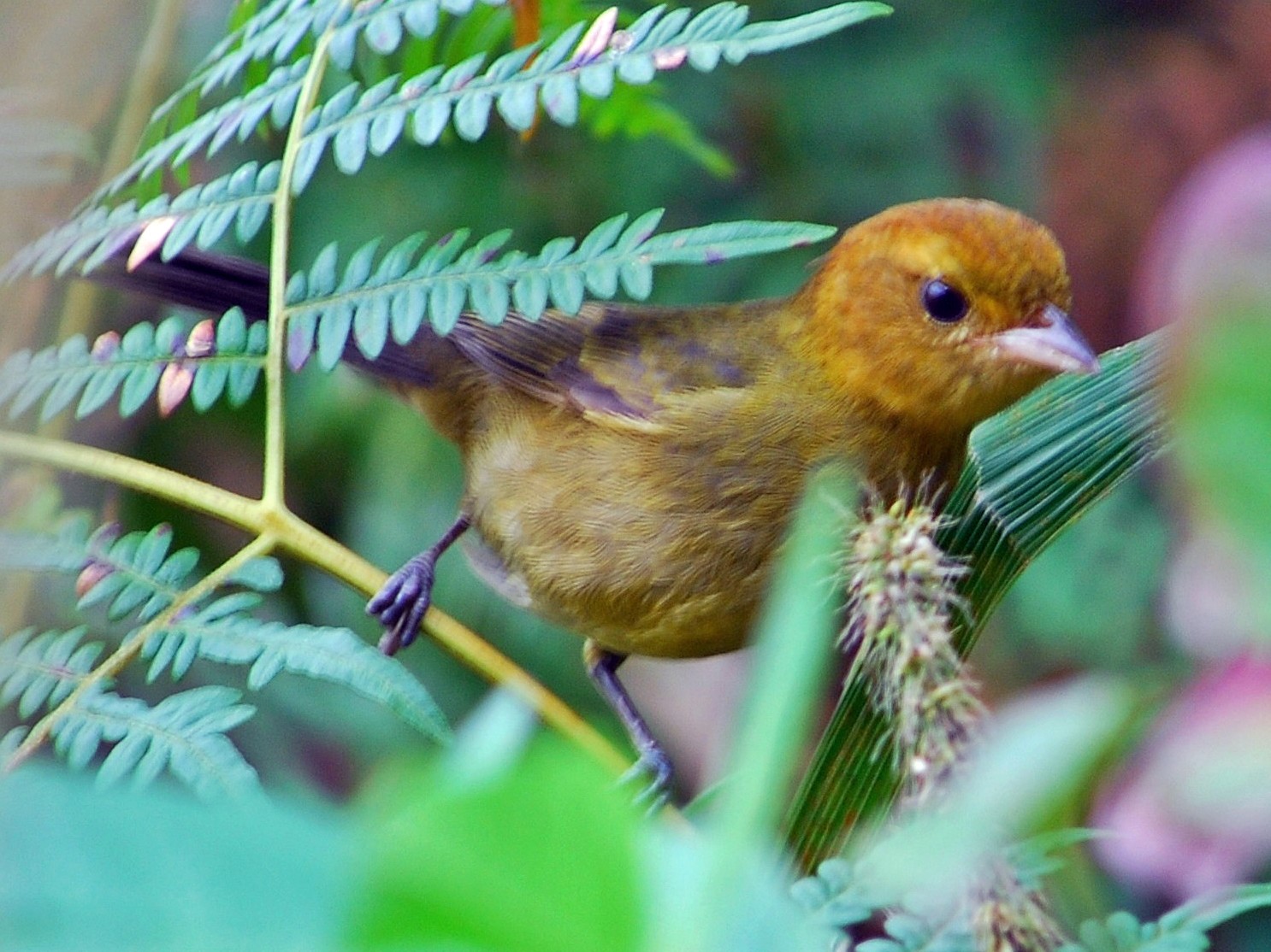 Chestnut-headed Tanager - eBird