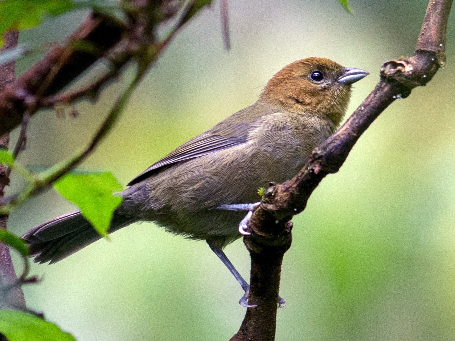 Chestnut-headed Tanager - eBird