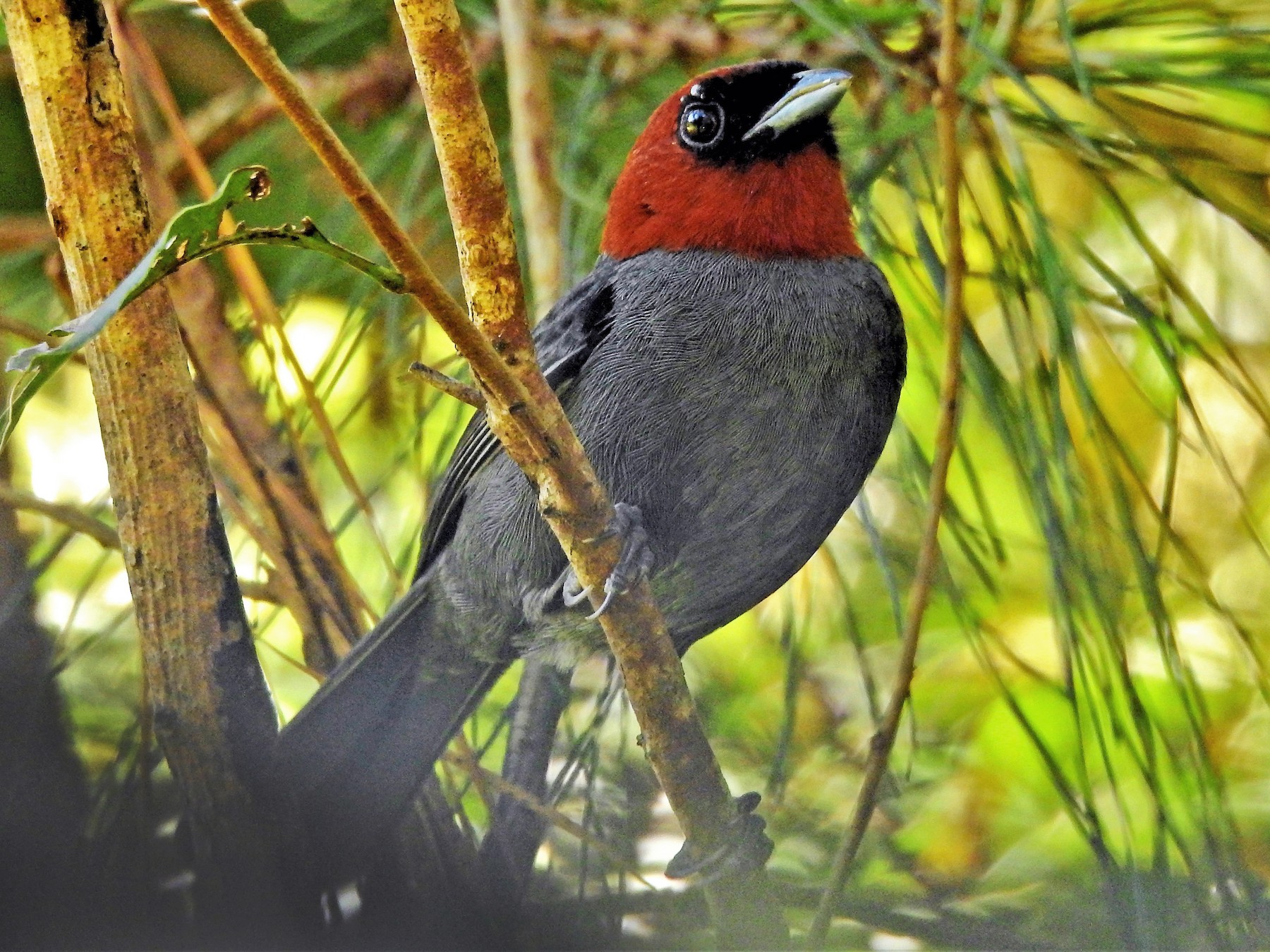 Chestnut-headed Tanager - eBird