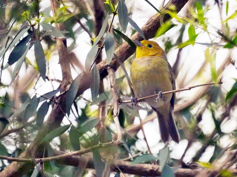 Orange-headed Tanager - eBird