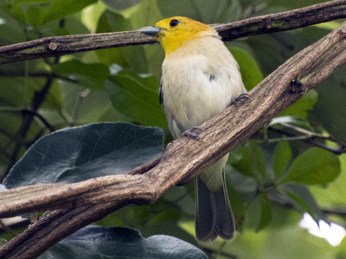 Orange-headed Tanager - eBird