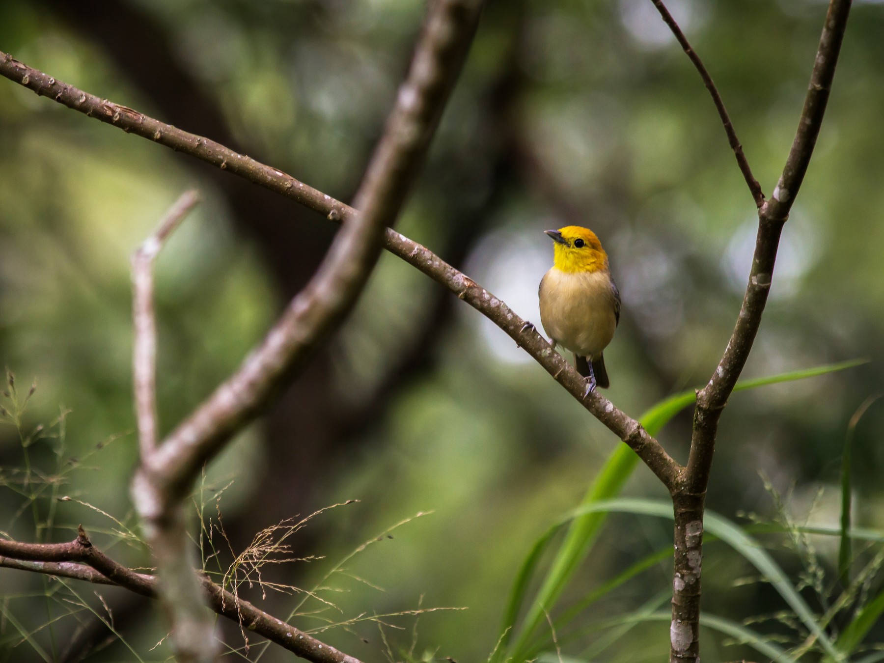 Orange-headed Tanager - eBird