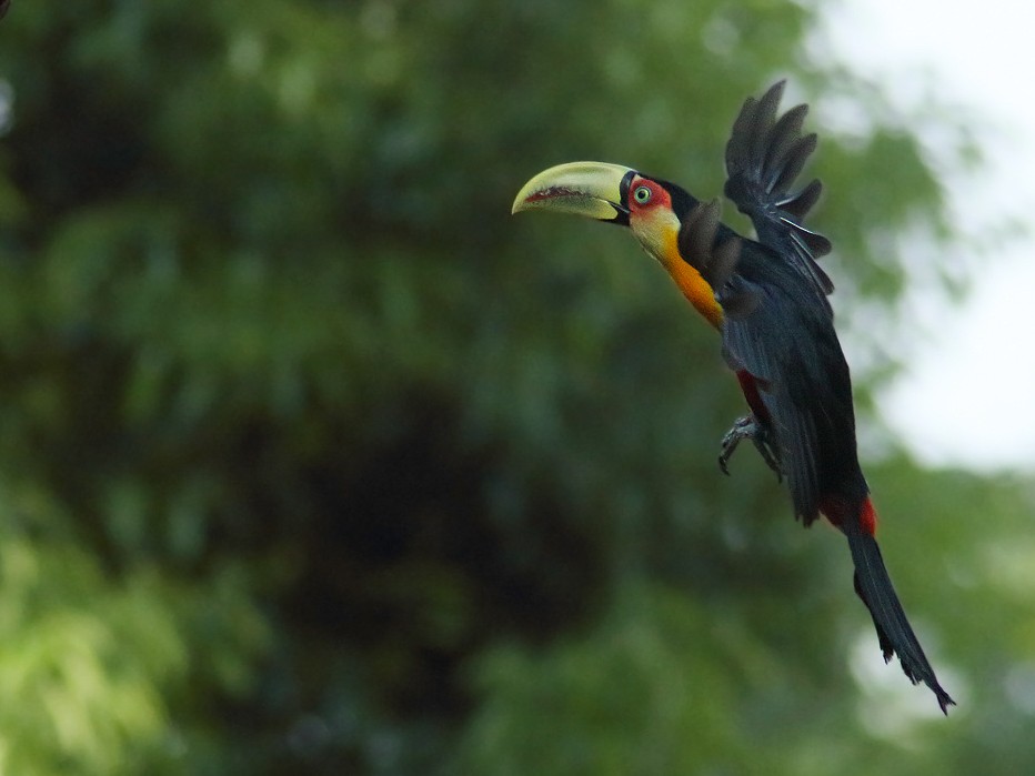 Red-breasted Toucan - eBird