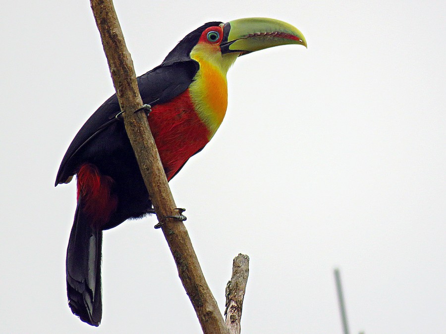 Tucán Bicolor - eBird