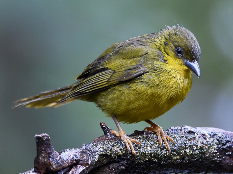Olive-green Tanager - eBird