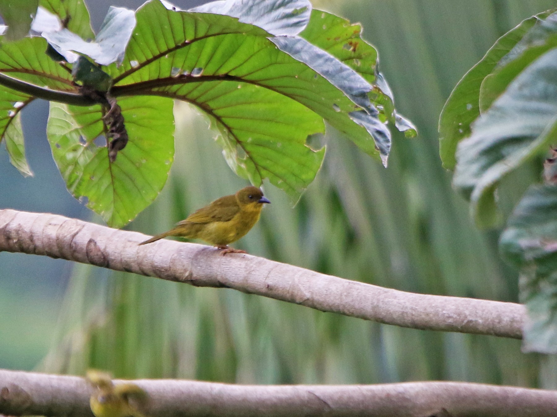 Olive-green Tanager - eBird