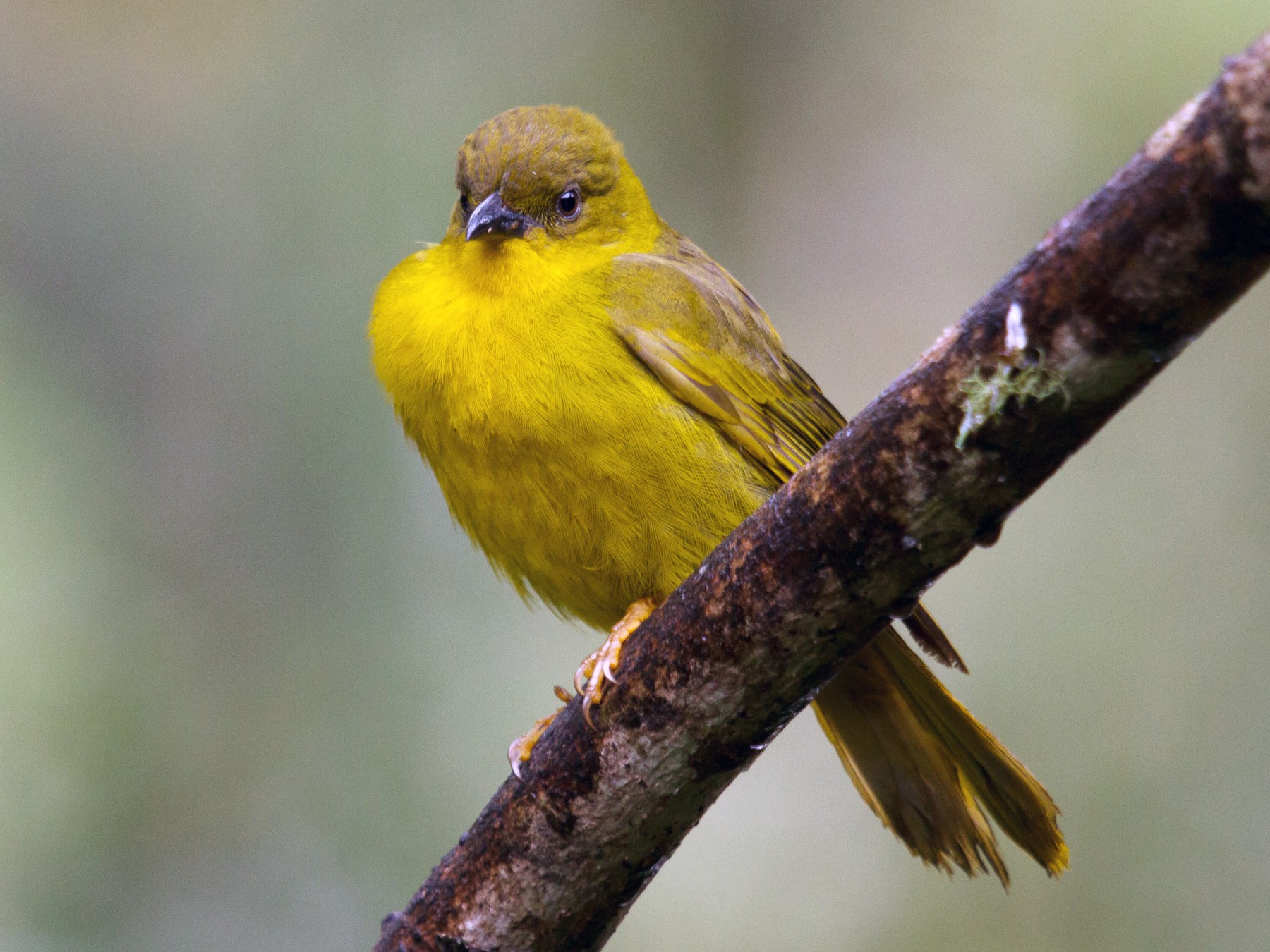Olive-green Tanager - eBird