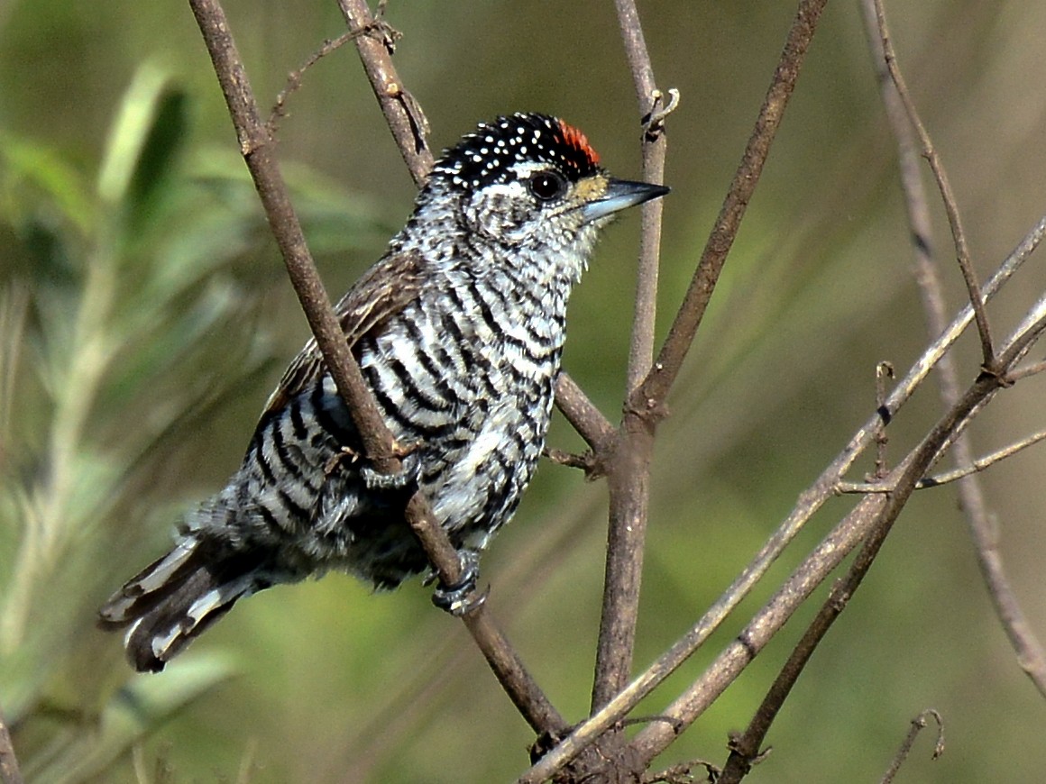 White-barred Piculet - eBird