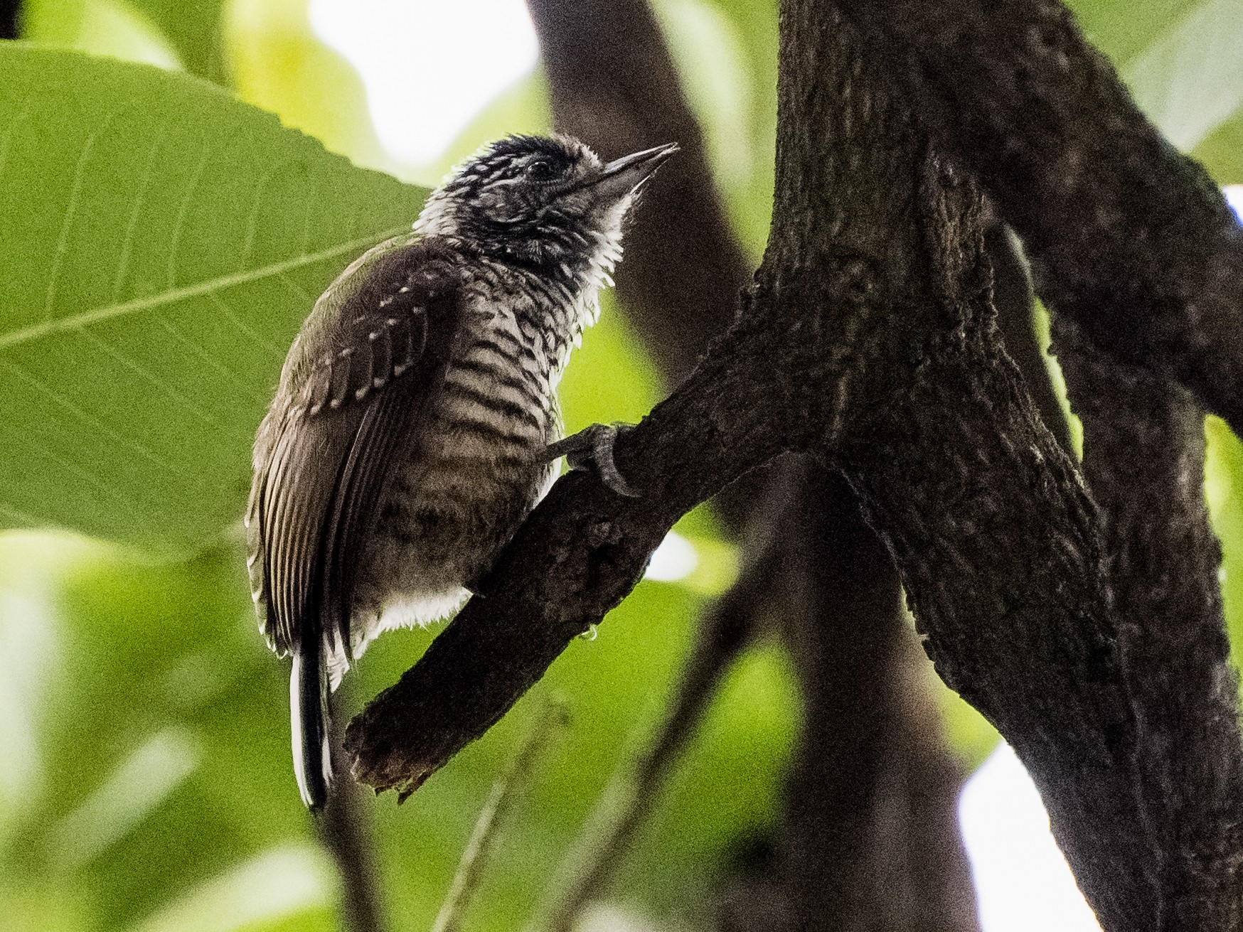 White-barred Piculet - eBird