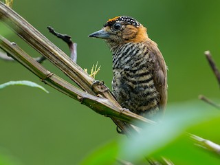 Ochre-collared Piculet - eBird