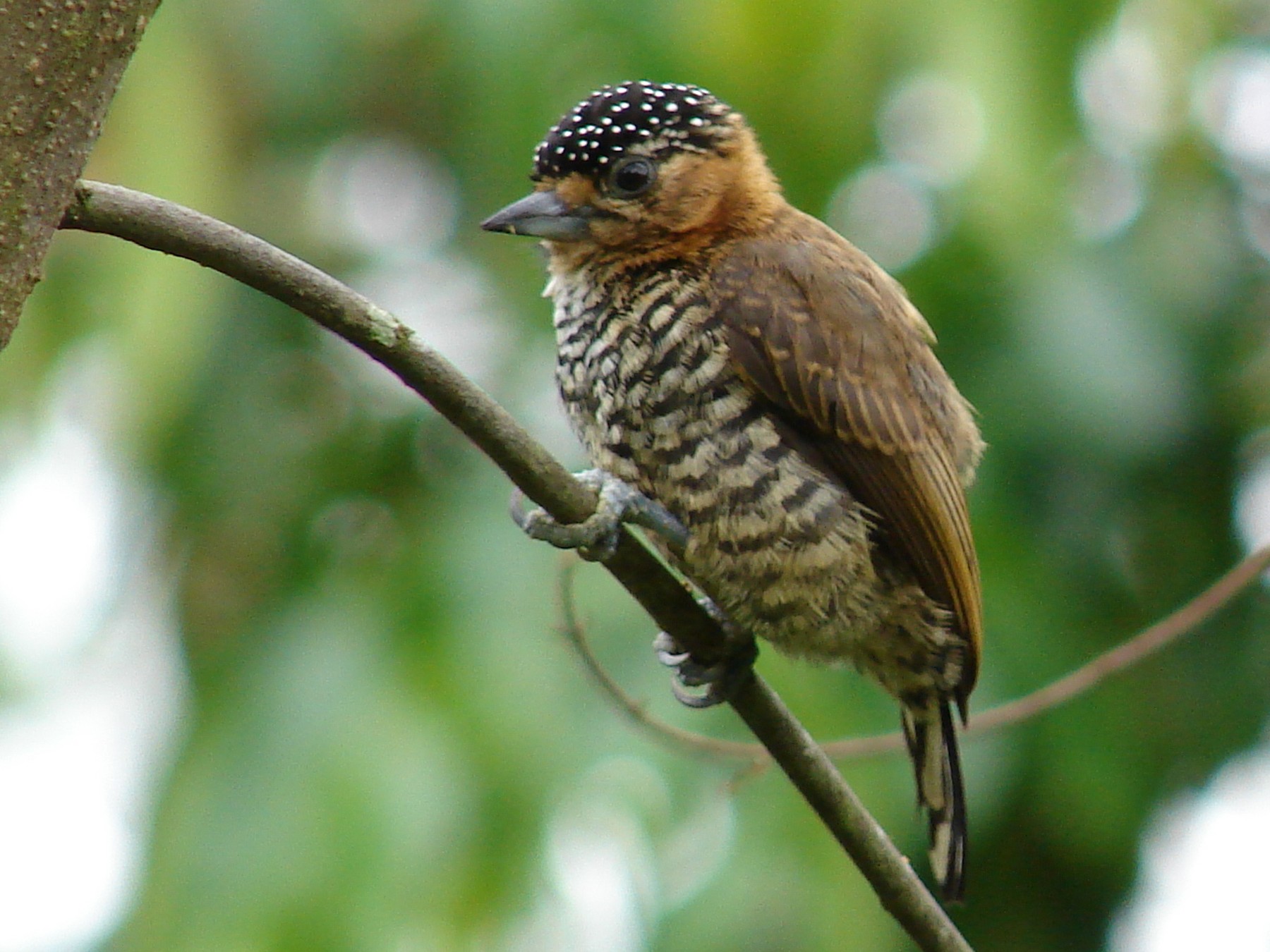 Ochre-collared Piculet - eBird