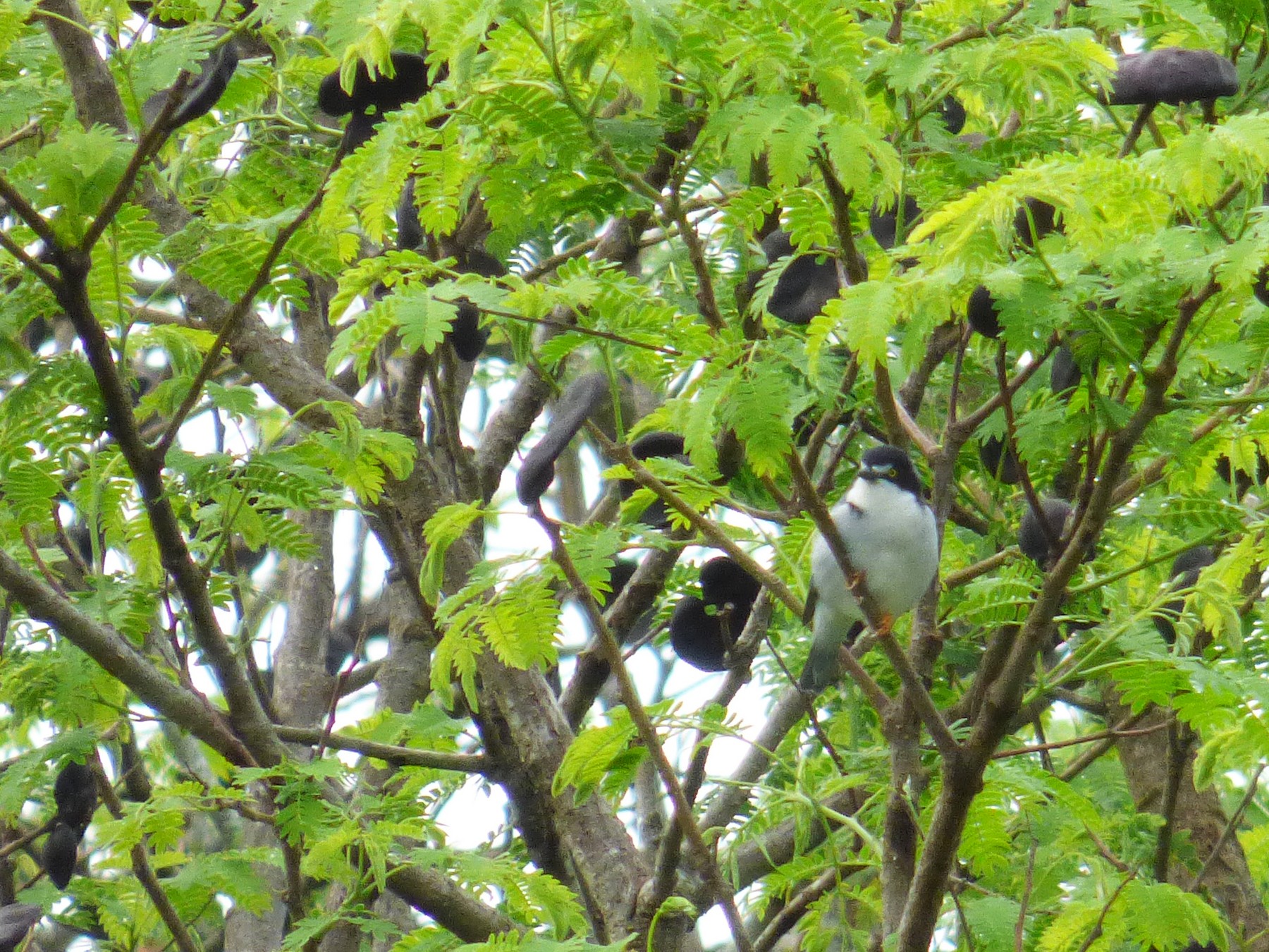 Hooded Tanager - eBird