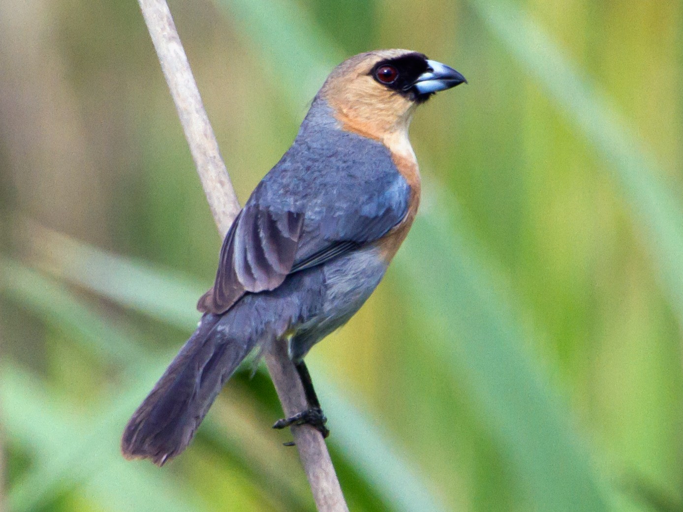 Cinnamon Tanager - eBird