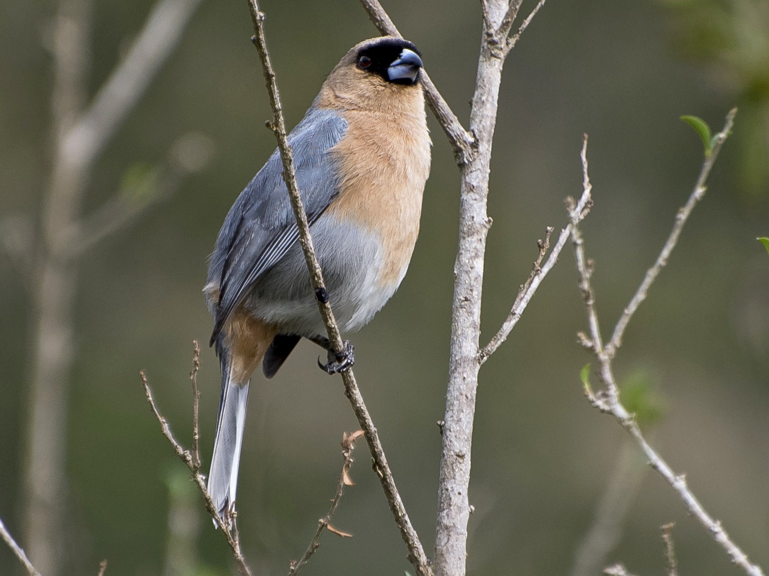 Cinnamon Tanager - eBird