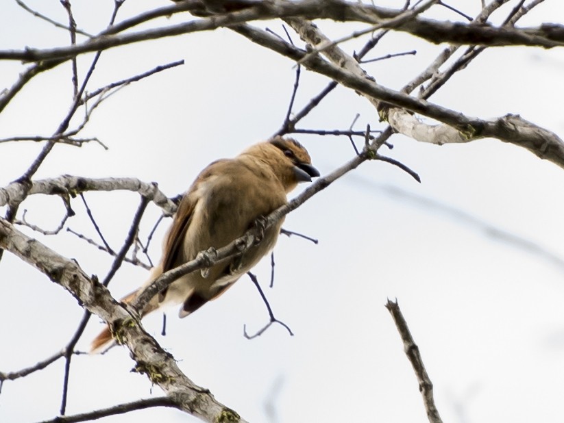 Brown Tanager - eBird