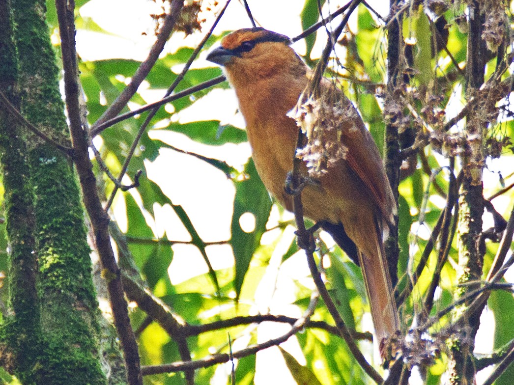 Brown Tanager - eBird