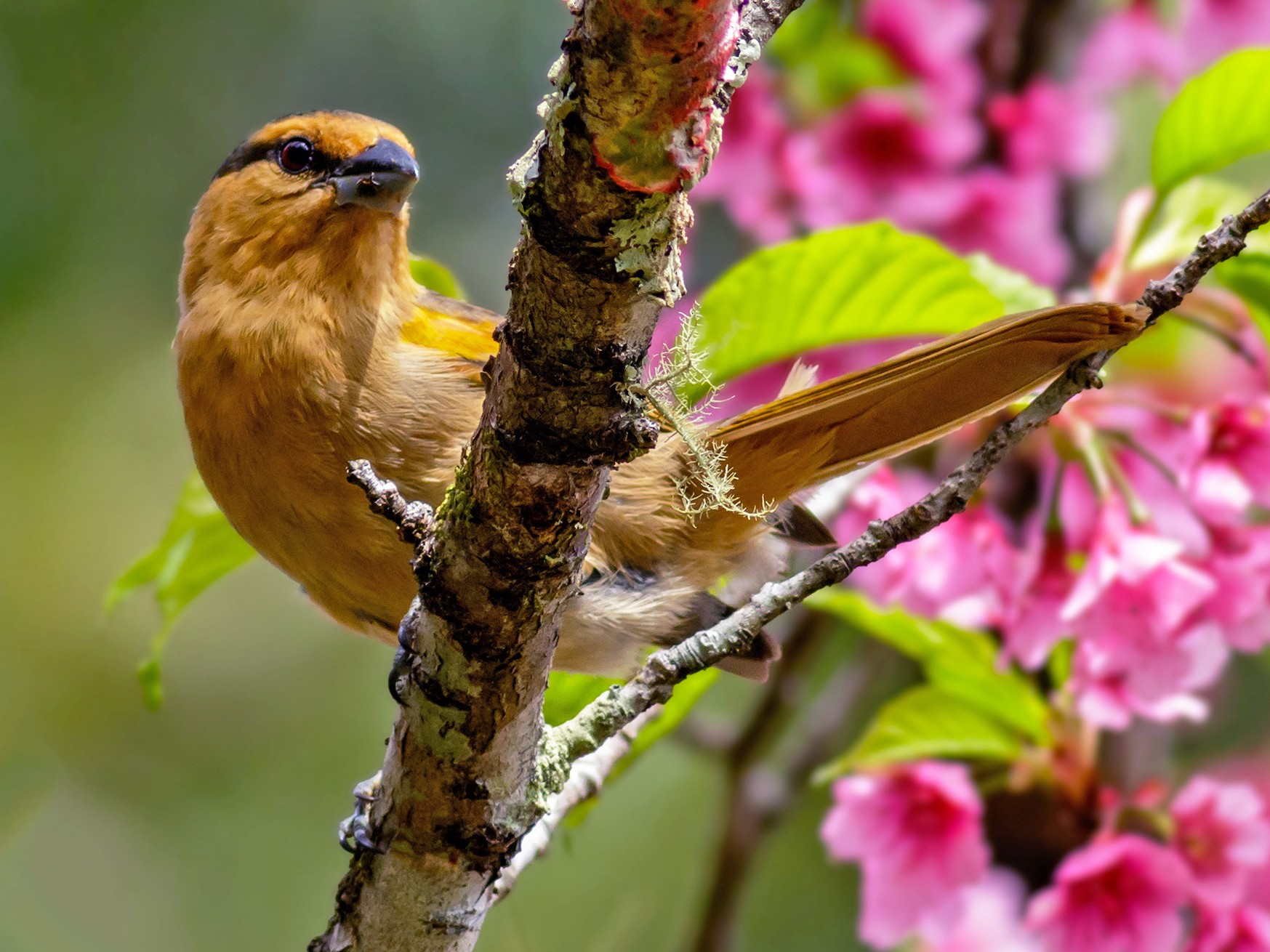 Brown Tanager - eBird