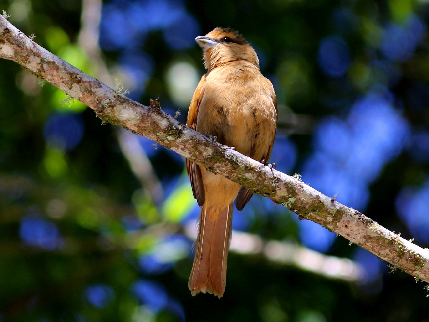 Brown Tanager - eBird