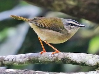 Riverbank Warbler - eBird