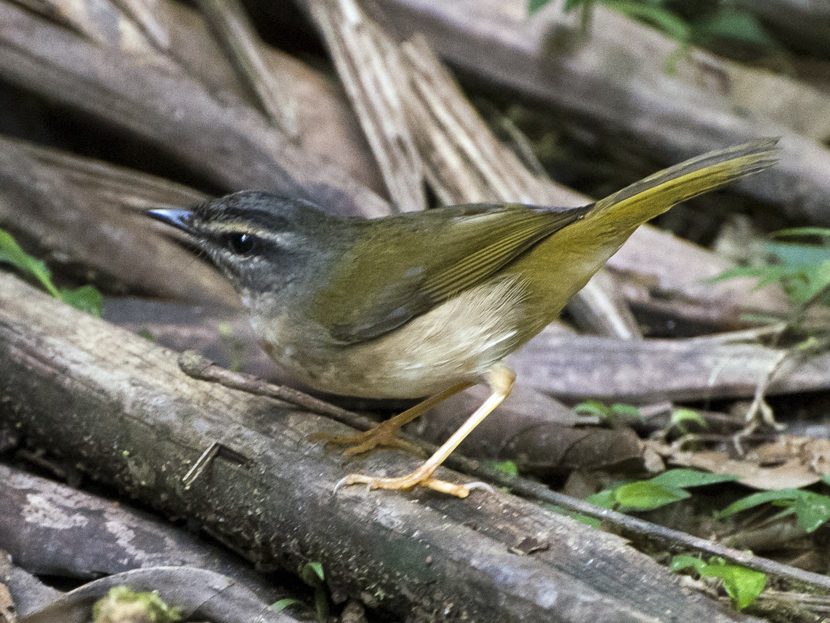 Riverbank Warbler - eBird