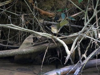 Riverbank Warbler - eBird