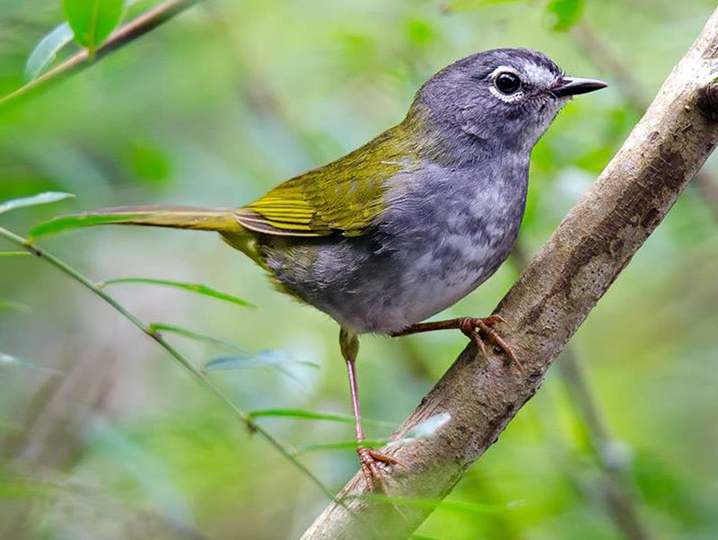 White-browed Warbler - Myiothlypis leucoblephara - Birds of the World