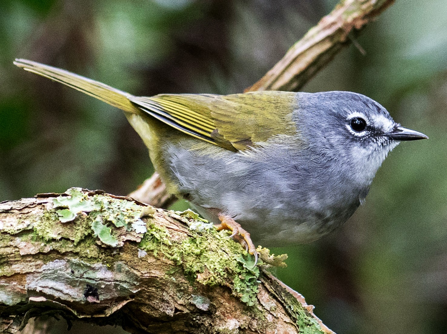 White-browed Warbler - eBird