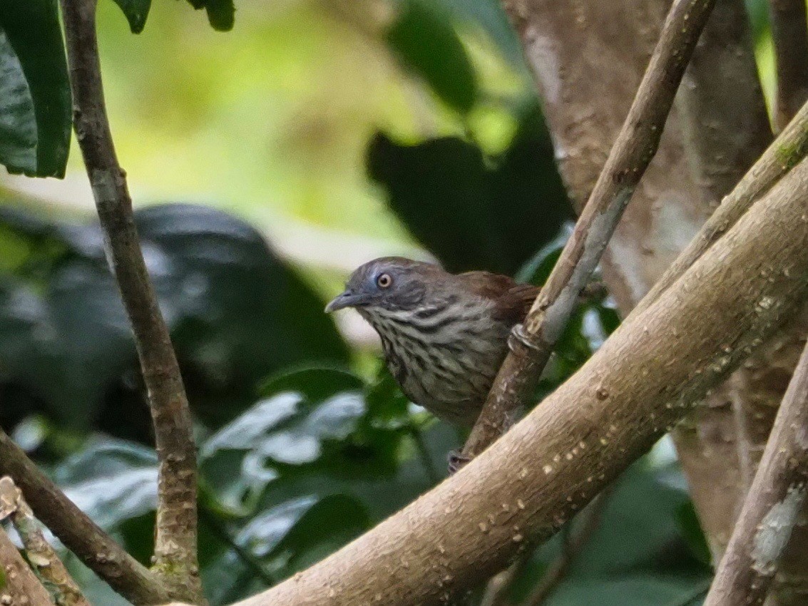 Chestnut-rumped Babbler - Stachyris maculata - Birds of the World