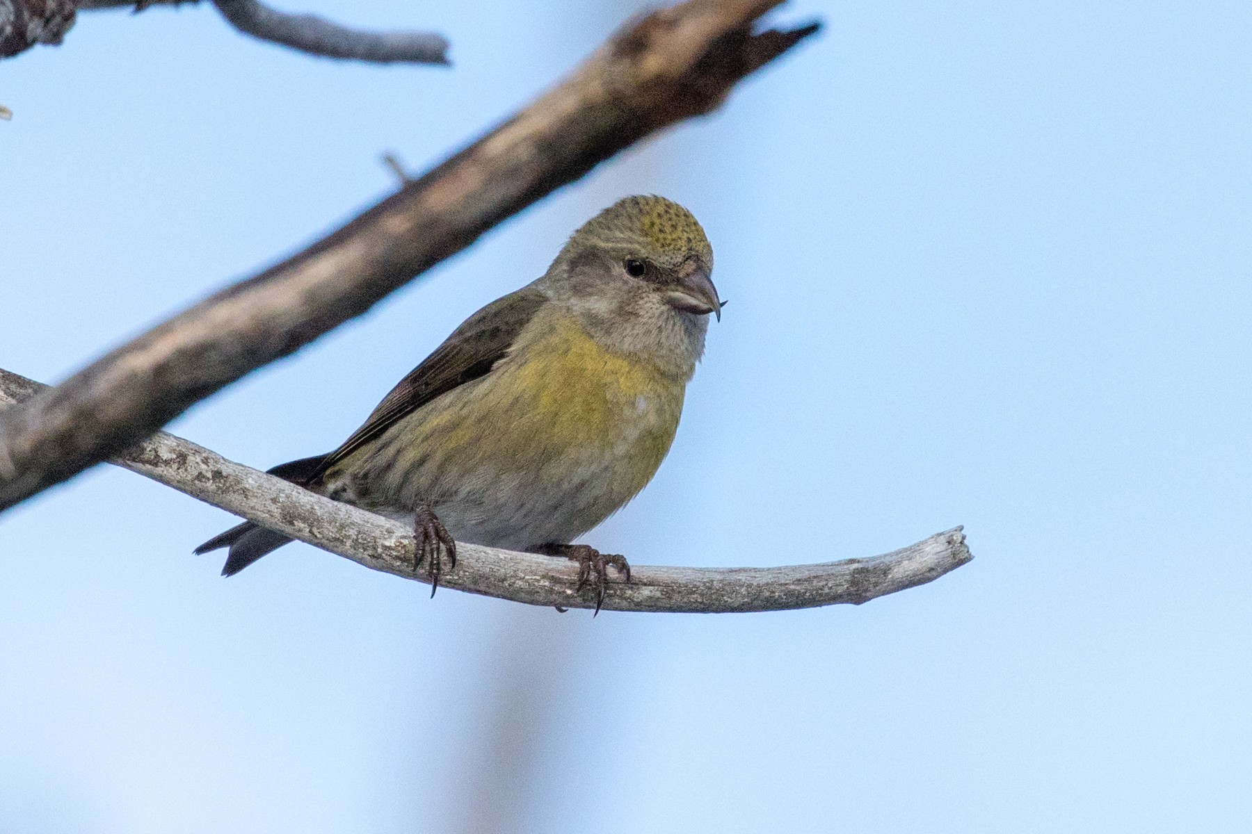 Red Crossbill (Western Hemlock or type 3) - eBird