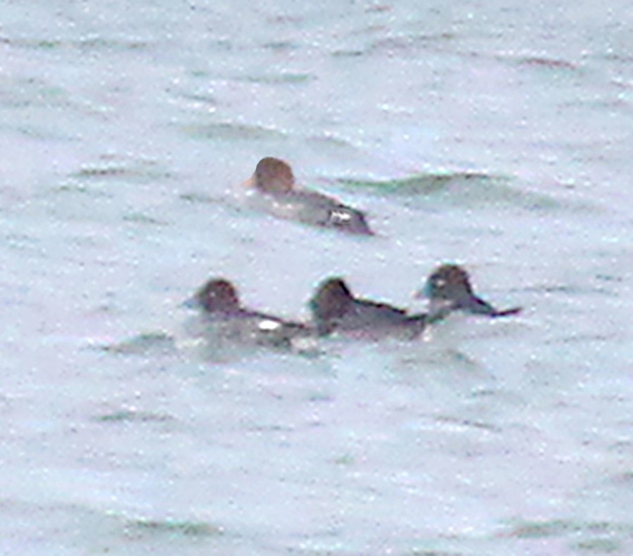 Pennsylvania eBird Checklist - 12 Feb 2015 - Wapwallopen - River Road ...