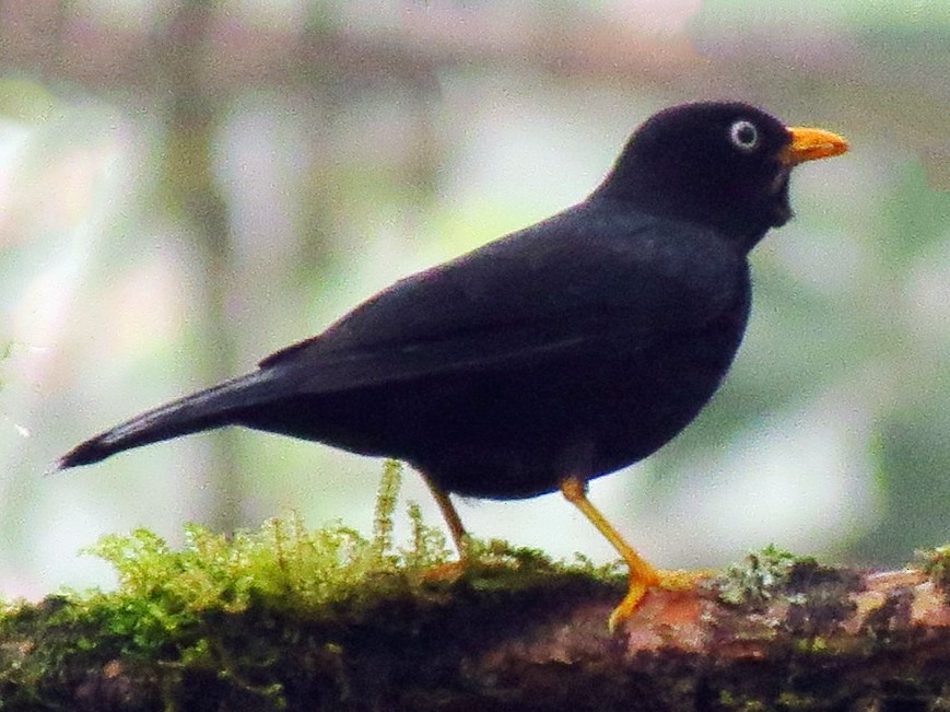 Pale-eyed Thrush - Turdus leucops - Birds of the World