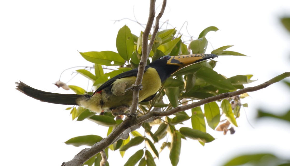 Lettered Aracari (Lettered) - eBird
