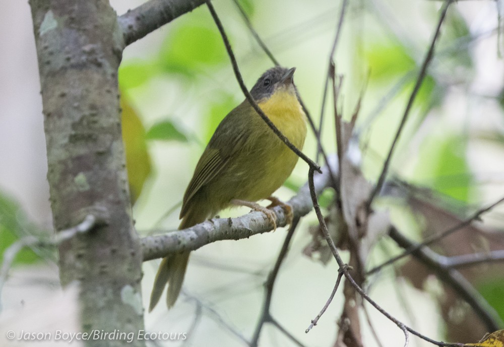 Wedge-tailed Jery - Hartertula flavoviridis - Birds of the World