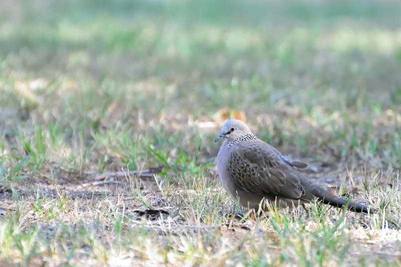 eBird Checklist - 30 Jan 2018 - Nepean River Cycleway, Camden - 35 species