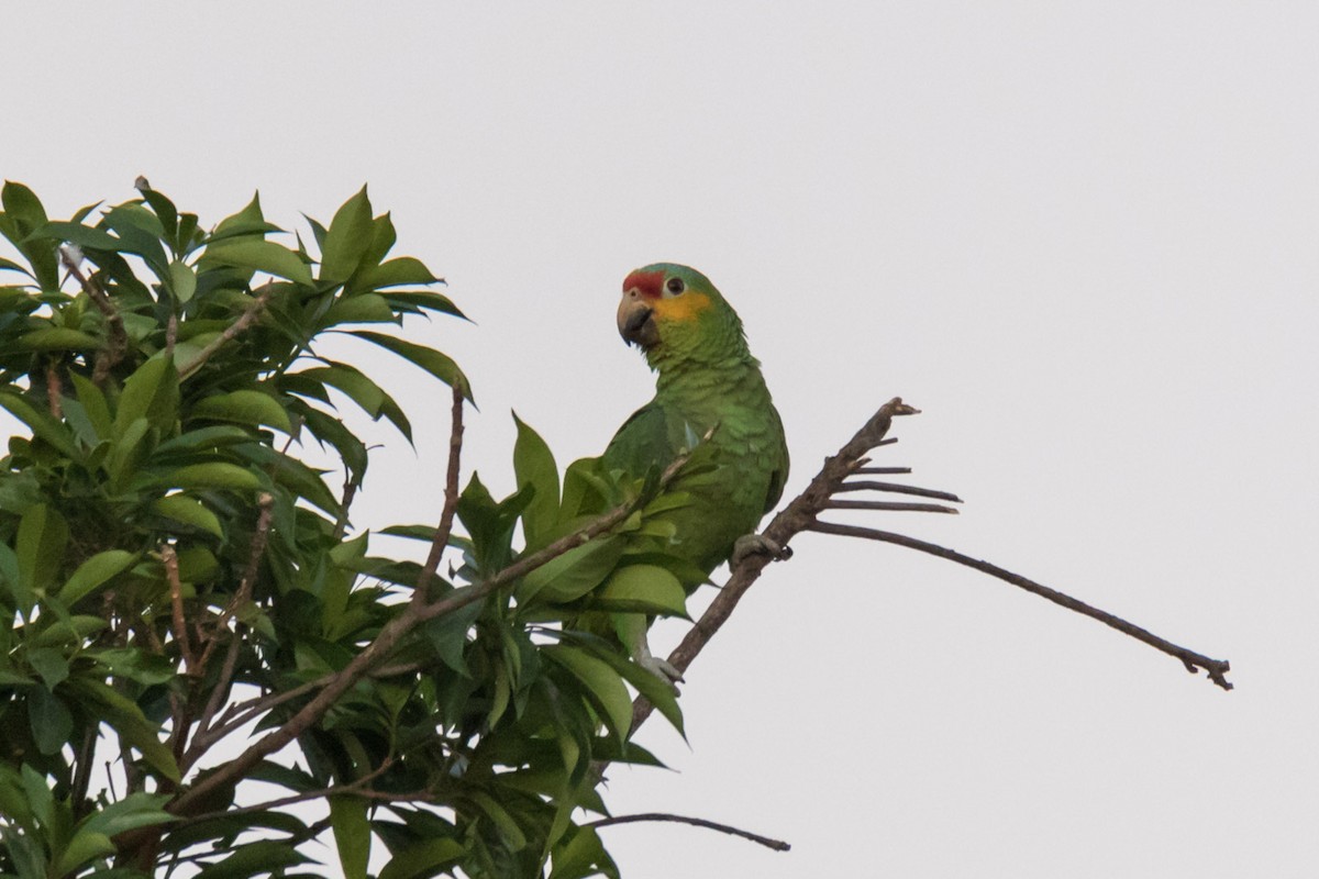 eBird Checklist - 31 Jan 2018 - Angels Community Park (Parrot Roost ...