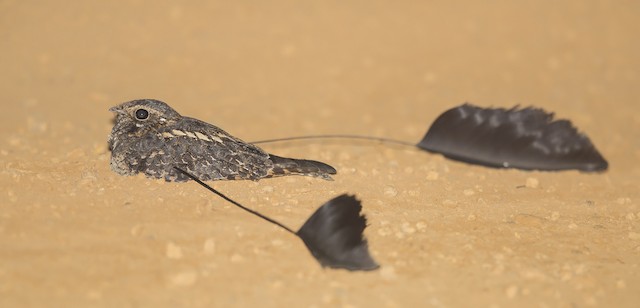 Standard Winged Nightjar Flying