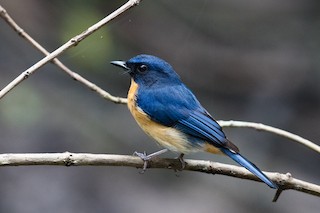 Mangrove Blue Flycatcher - Cyornis rufigastra - Birds of the World