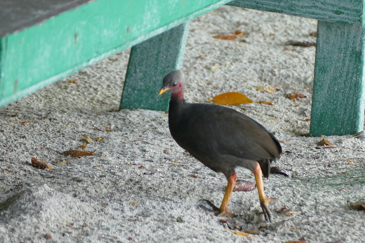 Micronesian Megapode - Megapodius laperouse - Birds of the World