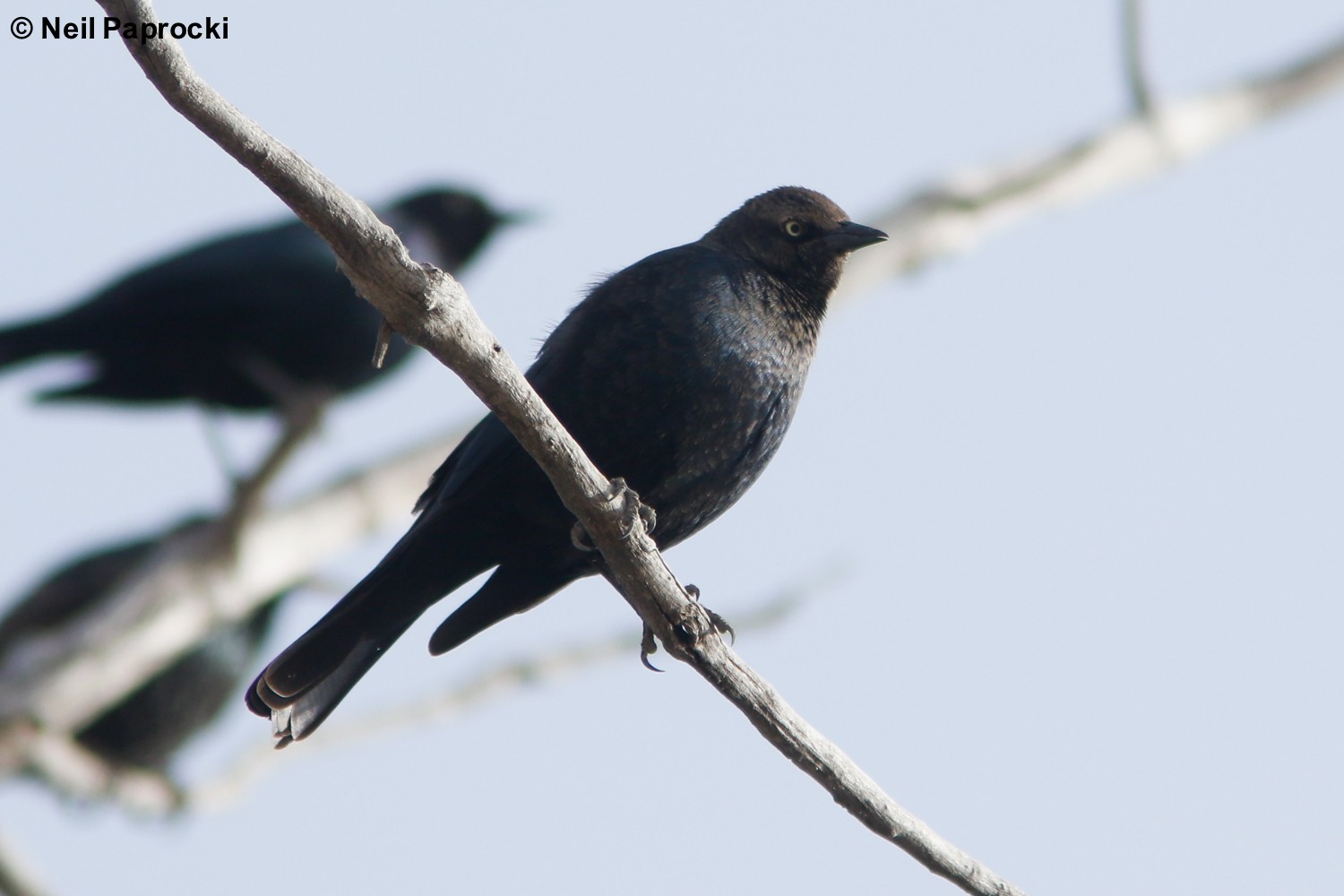 Rusty/Brewer's Blackbird - eBird
