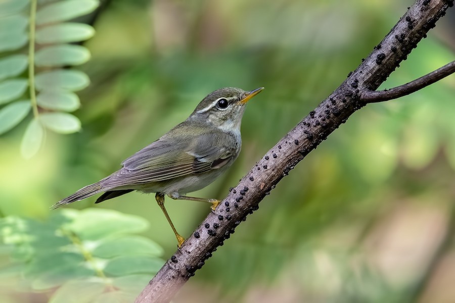 Japanese Leaf/Arctic/Kamchatka Leaf Warbler - eBird