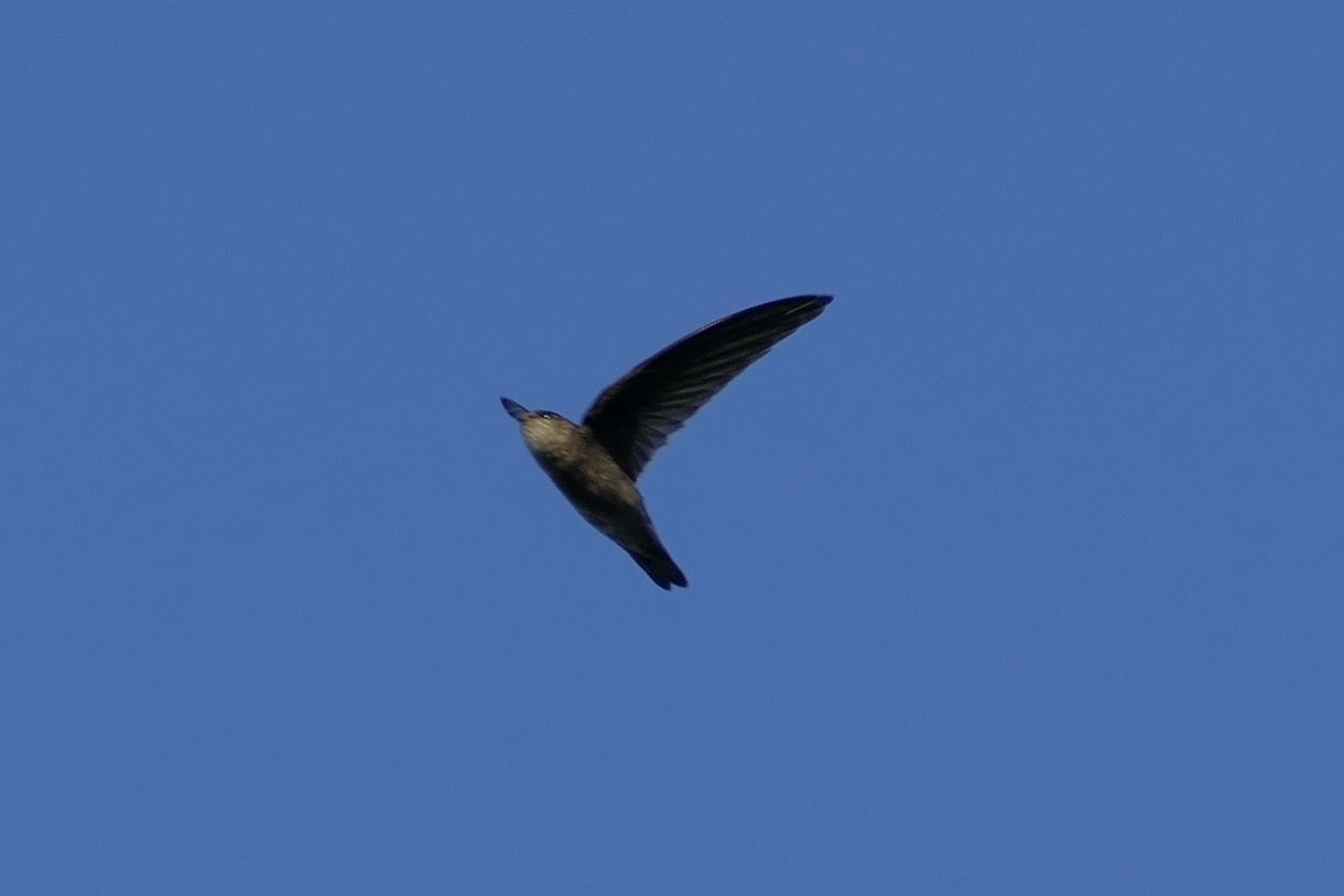 Palau Swiftlet - eBird