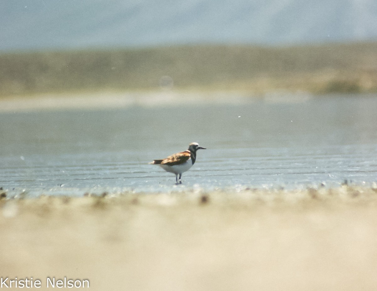eBird Checklist - 16 May 2002 - Lake Crowley--north side - 14 species
