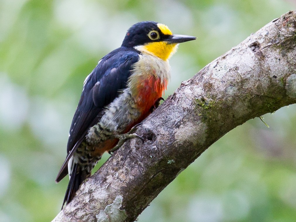 Yellow-fronted Woodpecker - eBird