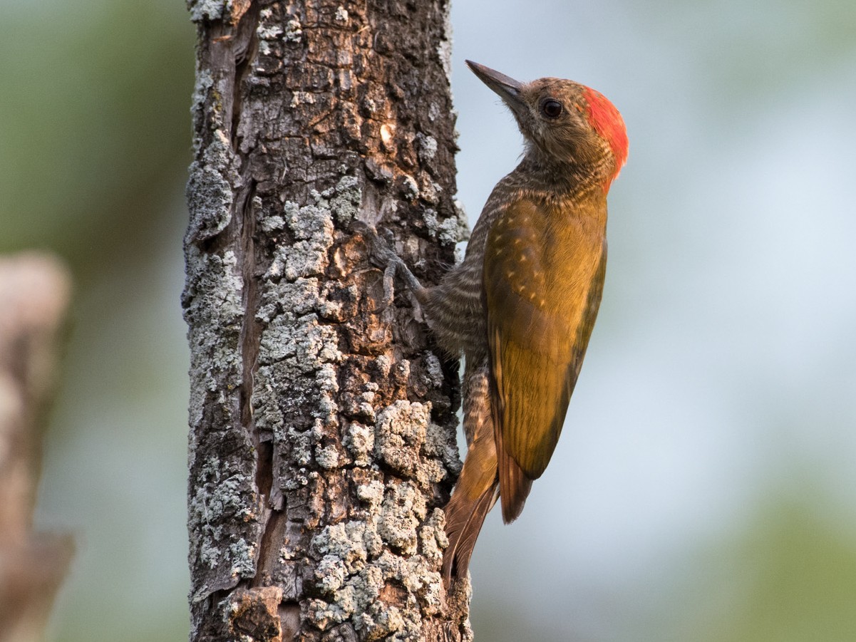 Little Woodpecker - eBird